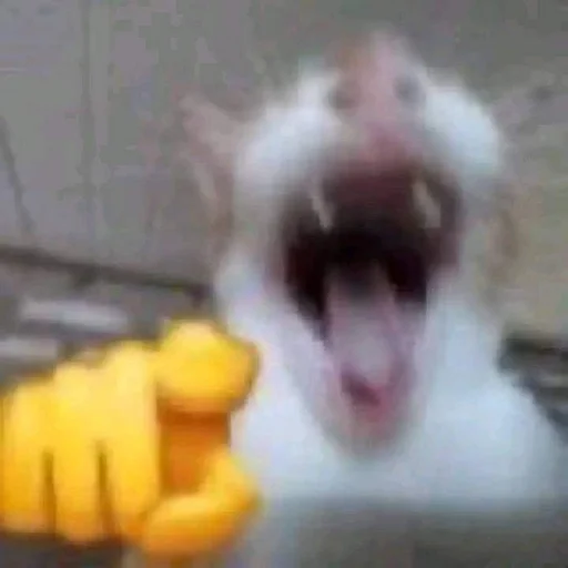 Cтикеры телеграм Memes cats