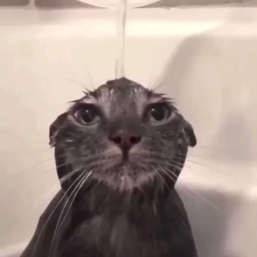Cтикеры телеграм Memes cats