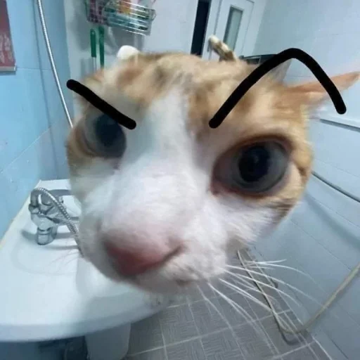 Cтикеры телеграм Memes cats