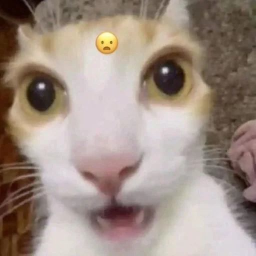 Cтикеры телеграм Memes cats