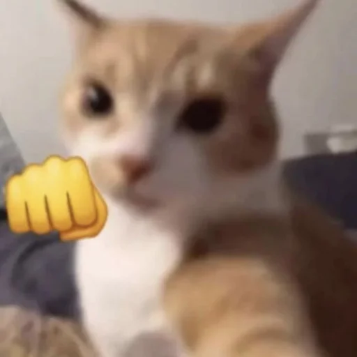 Cтикеры телеграм Memes cats