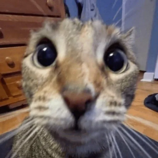 Cтикеры телеграм Memes cats