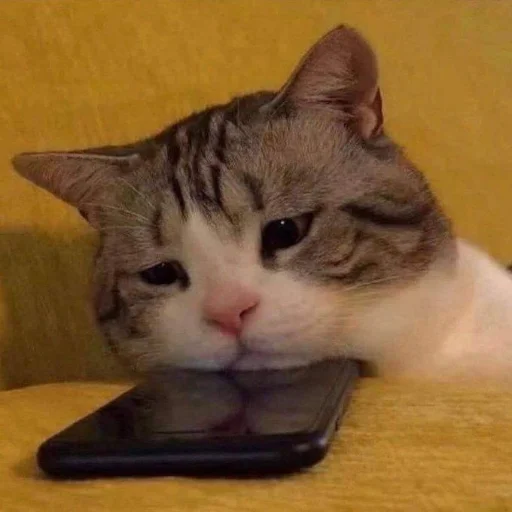 Cтикеры телеграм Memes cats