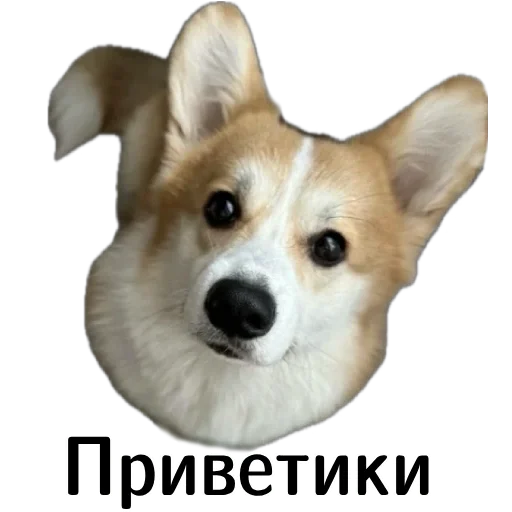 Corgi Cheetos Telegram stickers