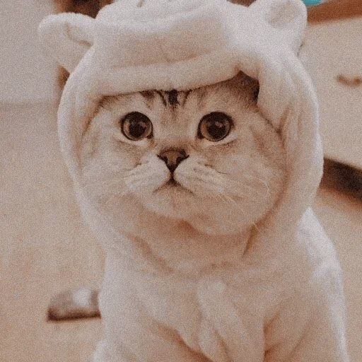 cats Telegram stickers