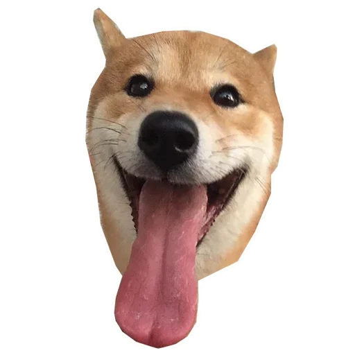 12 Telegram Sticker 🐶 from «Doge» pack