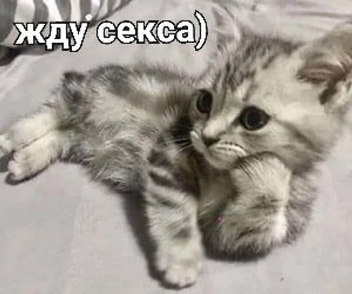 kitten love Telegram stickers