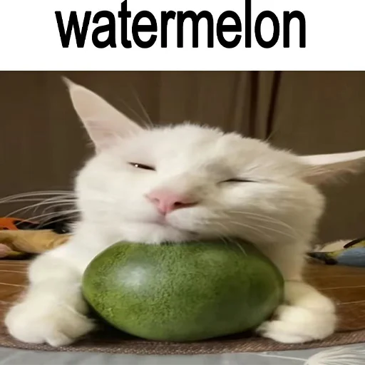 cats Telegram stickers