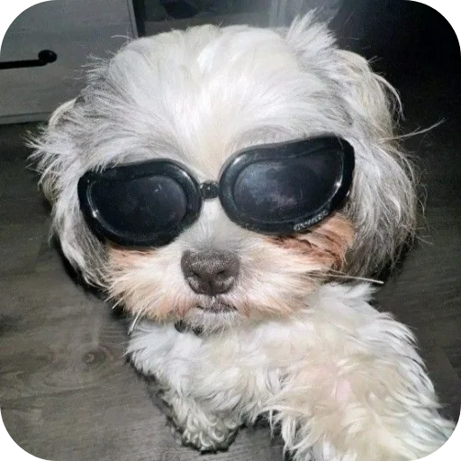 Lovehound Animated telegram stickers