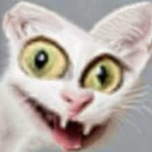 Cats memes Telegram stickers