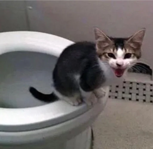 cats Telegram stickers