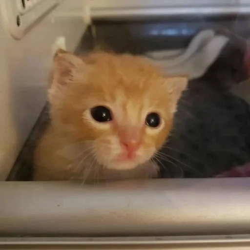 Cats Telegram stickers