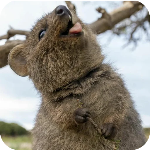 11 Telegram Sticker 🤪 from «Quokka» pack