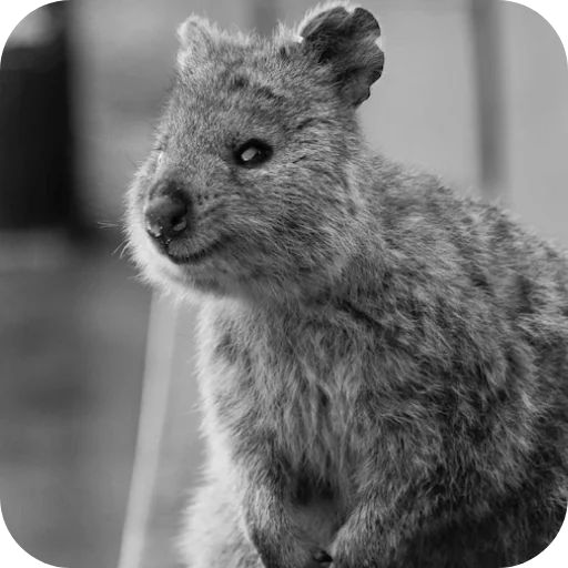 16 Telegram Sticker 🥺 from «Quokka» pack